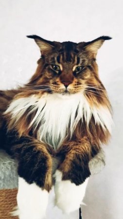 Мейн Кун Эльф #рек #котики #животные #юмор #топ #лайк #приколы #смешно #любовь #love #maincoon #cat
