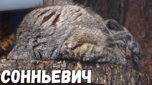 Манул Шу поднялся на полочку, умылся и уснул. Ленинградский зоопарк