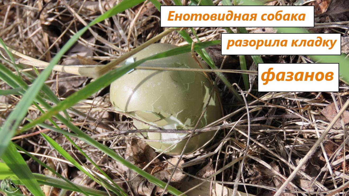 Енотовидная собака разорила кладку фазанов. Пара фазанов ничего не могла поделать. 02.05.25