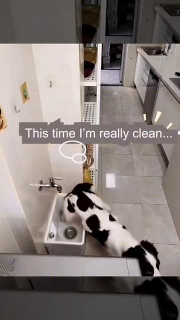 Умная собака!