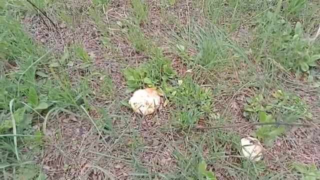 ГРИБЫ СИНЕНОЖКА РЯДОВКА ЛИЛОВОНОГАЯ СПАРЖА ОТКРЫТИЕ СЕЗОНА #грибы #синеножка