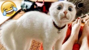 ПРИКОЛЫ С ЖИВОТНЫМИ ДО СЛЕЗ #31 Смешные КОТЫ И СОБАКИ  Приколы