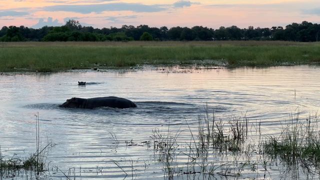 Агрессивный бегемот в парке Савути, Ботсвана