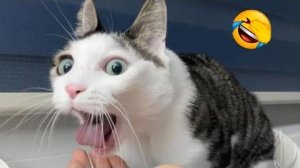 ПРИКОЛЫ С ЖИВОТНЫМИ ДО СЛЕЗ #29 Смешные КОТЫ И СОБАКИ  Приколы