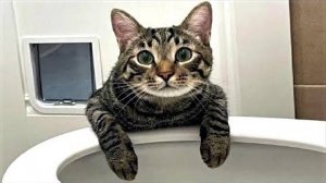 ПРИКОЛЫ С ЖИВОТНЫМИ ДО СЛЕЗ #30 Смешные КОТЫ И СОБАКИ  Приколы