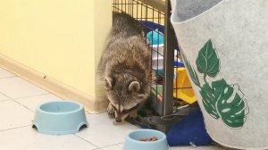 Прикольный енот)
