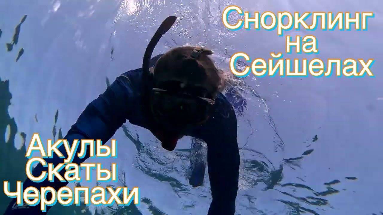 Снорклинг на Сейшелах. Акулы. Скаты. Черепахи.