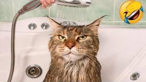 ПРИКОЛЫ С ЖИВОТНЫМИ ДО СЛЕЗ #32 Смешные КОТЫ И СОБАКИ  Приколы