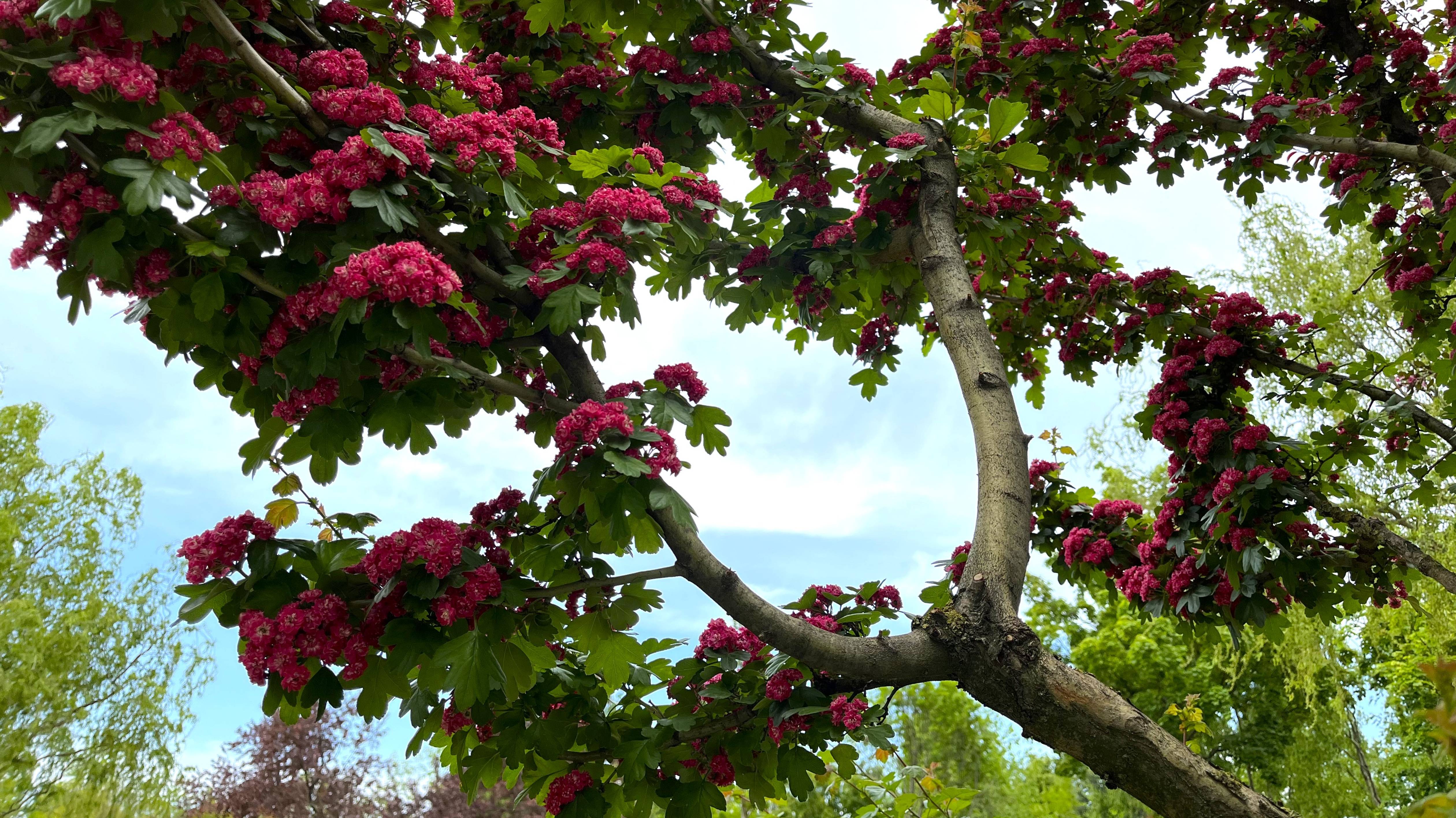 🌳3 мая 2025 Парк Галицкого.
