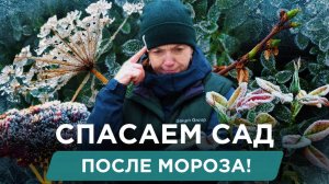 Как Защитить Растения От Внезапных Заморозков?