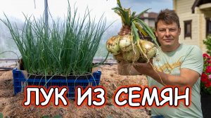 ЛУК ИЗ СЕМЯН ЗА ОДИН СЕЗОН ЛЕГКО! 3 главных правила, о которых вы не знали