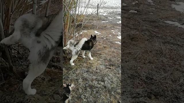 На прогулке с хаски.