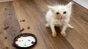 ПРИКОЛЫ С ЖИВОТНЫМИ ДО СЛЕЗ #33 Смешные КОТЫ И СОБАКИ  Приколы
