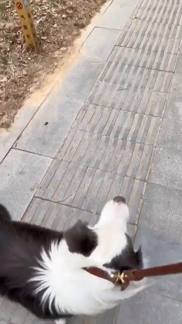 Умная собака 2