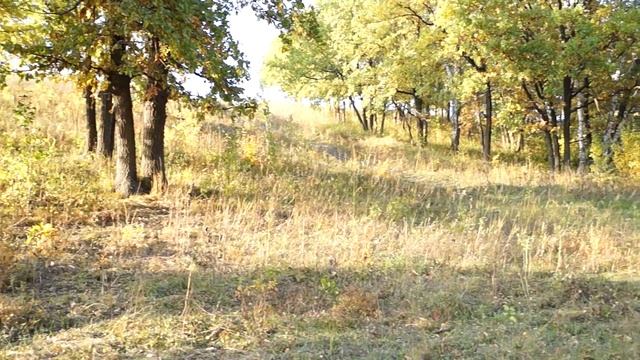в лесу