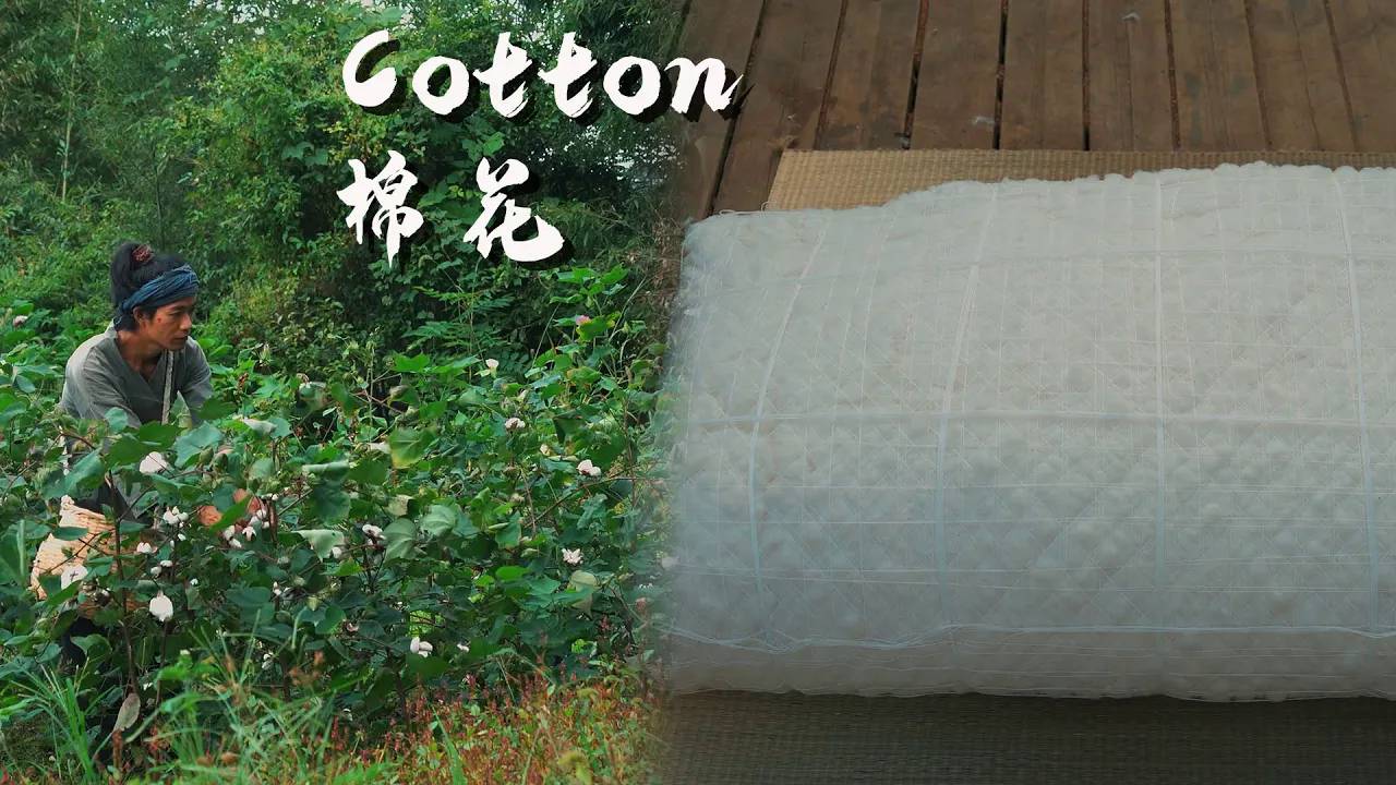The Life of Cotton： From the Bud to the Quilt That Keeps the Warmth in Winter Nights
