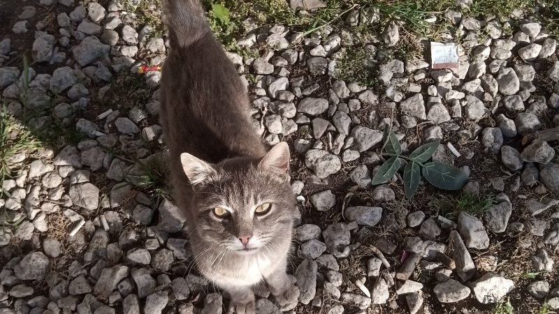 Котик
