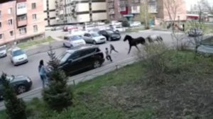 В Новокузнецке сбежавшие с места выпаса кони сбили 7-летнюю девочку