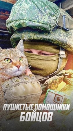 Пушистые помощники бойцов: Самое милое видео за сегодня