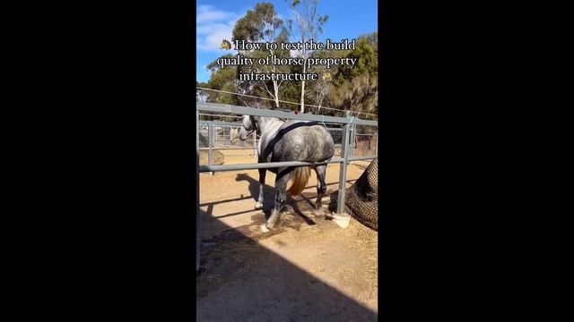 Дельфины ,лошади, медведи, коты и др