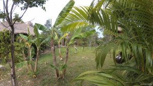 Птицы в Винперл Фукуок сафари парк (Vinpearl Safari Phu Quoc) _ часть 4