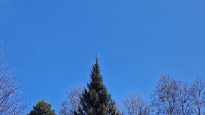 Лес. Весна. Луна. Природа в движении | 10 минут атмосферного видео