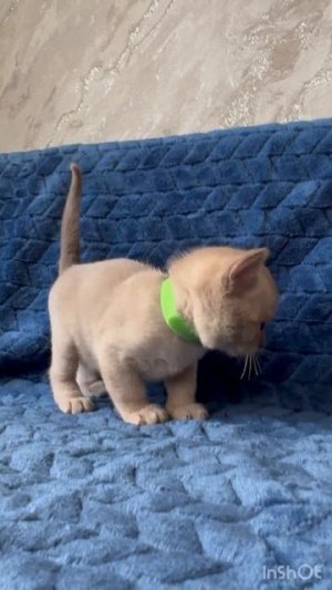 Шоколадный котик породы Европейская Бурма 🥰