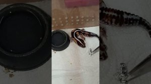 Выпендрёжница Глаша. 1 мая 2025 г.