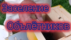Заселение обълётников