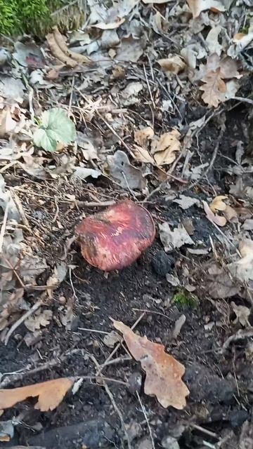 Гриб Печеночница обыкновенная. Съедобный гриб. #грибы #печеночница