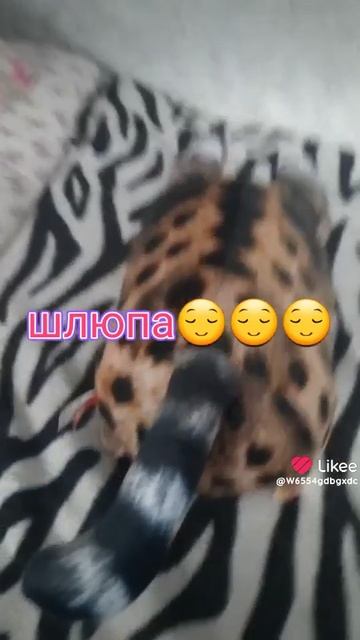 его завут пельмешек