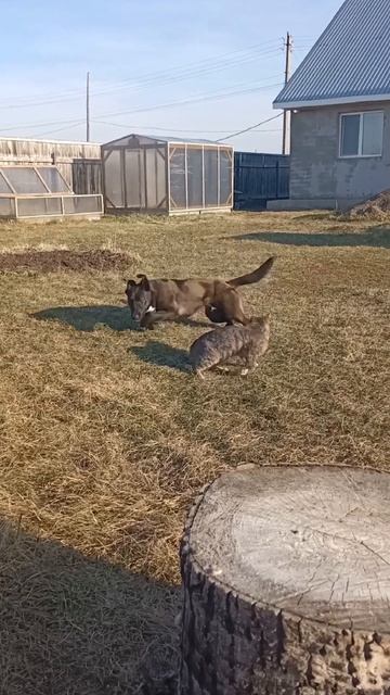 Кошка самый грозный зверь!