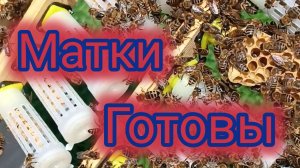 Матки готовы 🐝