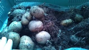 Посадка пророщенного картофеля.