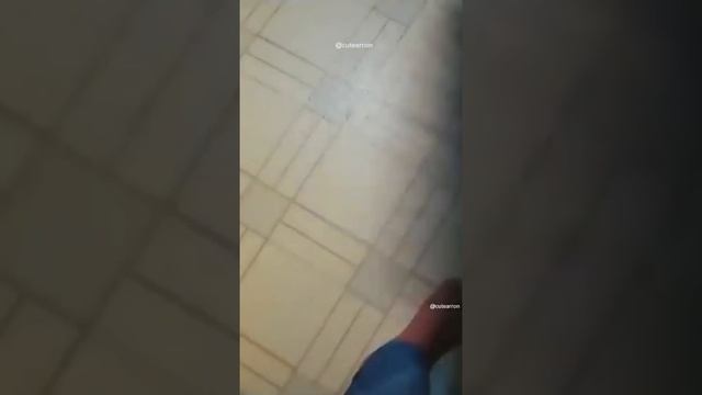 СМЕШНОЕ ВИДЕО с животными