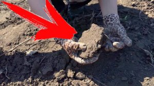 Что нужно делать в мае, чтобы подготовить землю к богатому урожаю