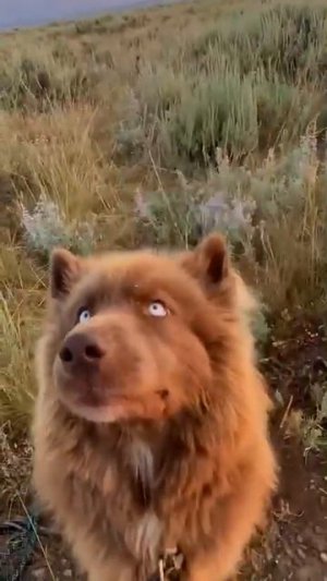 Редкий бурый хаски, получивший такой окрас из-за генетической мутации 😍