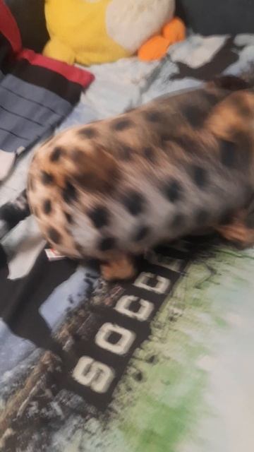 обзор на пельмешка