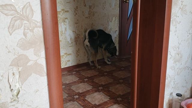 Танец охотника. Собака увидела клеща в доме.