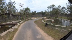 Медведи в Винперл Фукуок сафари парк (Vinpearl Safari Phu Quoc)