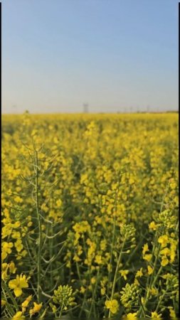 Рапсовые поля в Краснодарском крае