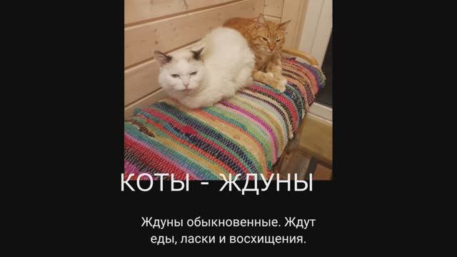 КОТЫ - ЖДУНЫ 2025