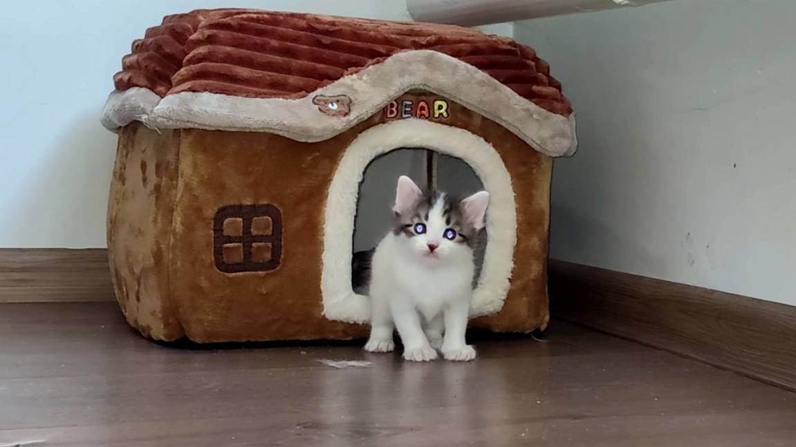Милая кошачья семья. Мама-кошка всегда заботится о своих котятах. Котята мяукают.