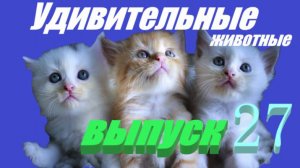 Удивительные животные выпуск 27