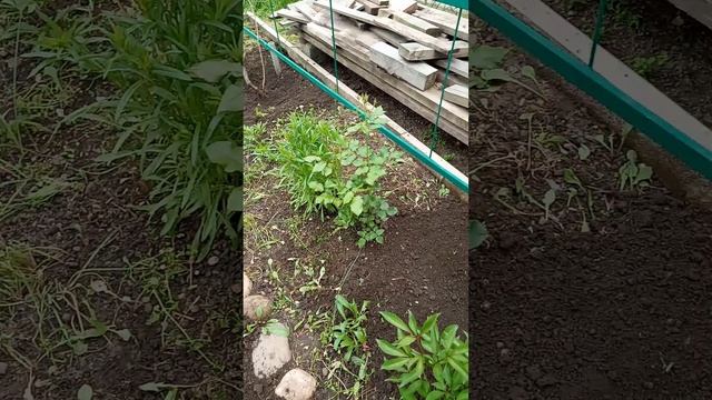 Знакомство с моим скромным виноградником.
