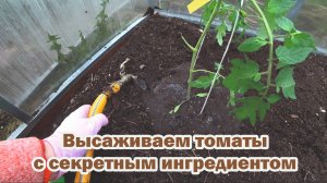 Высаживаем помидоры - добавляем секретный ингредиент в лунку с томатами и ждем результат