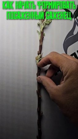 Обрезать или нет? Секреты формирования молодых саженцев!