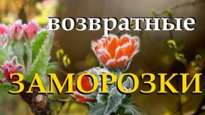 Возвратные заморозки. Узнаем проверенные способы защиты растений от весенних похолоданий