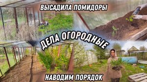 Дела огородные. ВЫСАДИЛА ПОМИДОРЫ. ОБРЕЗАЛА МАЛИНУ. Пересадка маков.