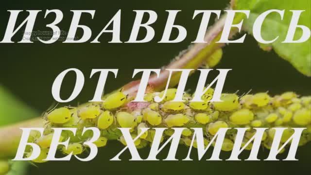 Избавьтесь от тли на яблонях без химии
